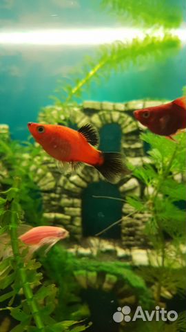 Отдам в дар мальков пецилии "редиска"