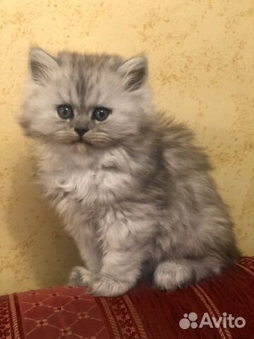 Перс классический
