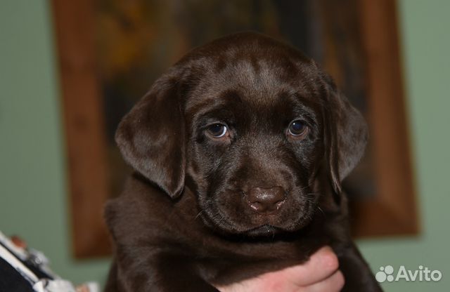 Щенки лабрадора шоколадки и черные 7,5 недель. РКФ