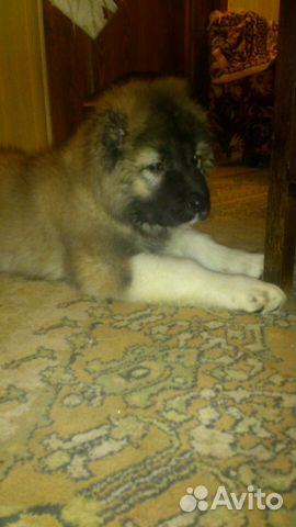 Щенки кавказской овчарки