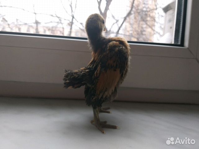 Малазийская серама из-за границы