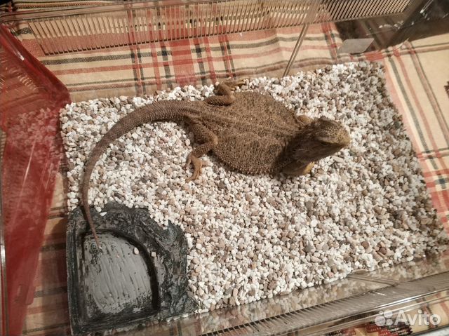 Агама бородатая с террариумом и лампой