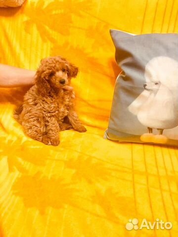 Пудель яркая девочка