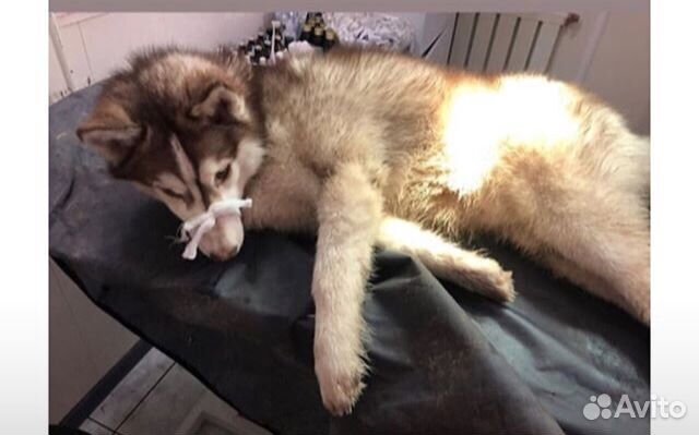 Найден щенок Хаски