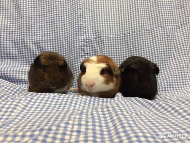 Цветной и английский крестед мальчики