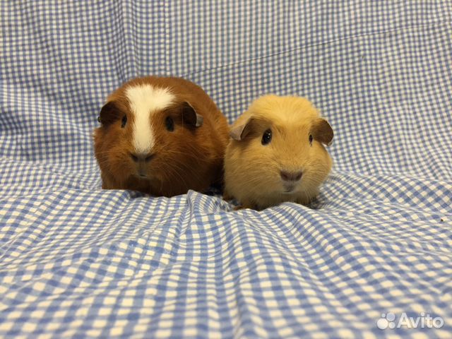 Девочки постарше американский и английский крестед