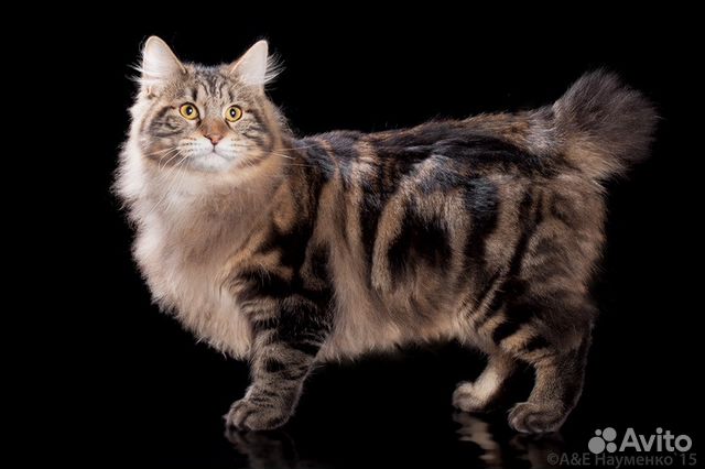 Вязка, титулованные коты приглашают