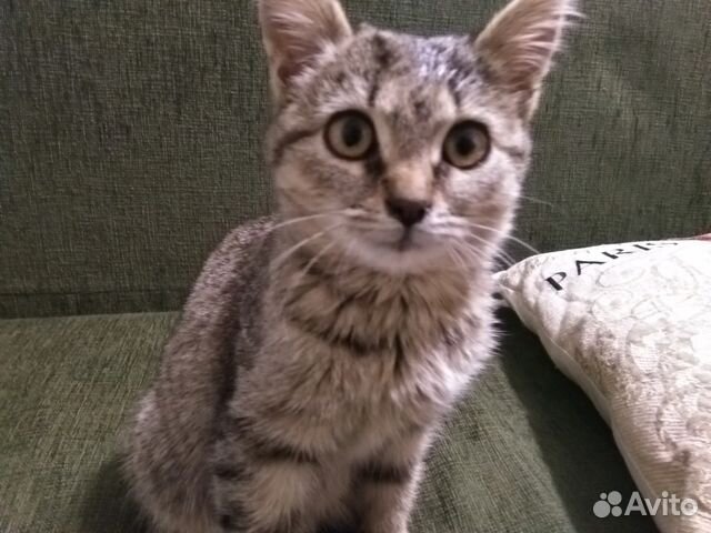 Котенок,девочка 3.5 месяца