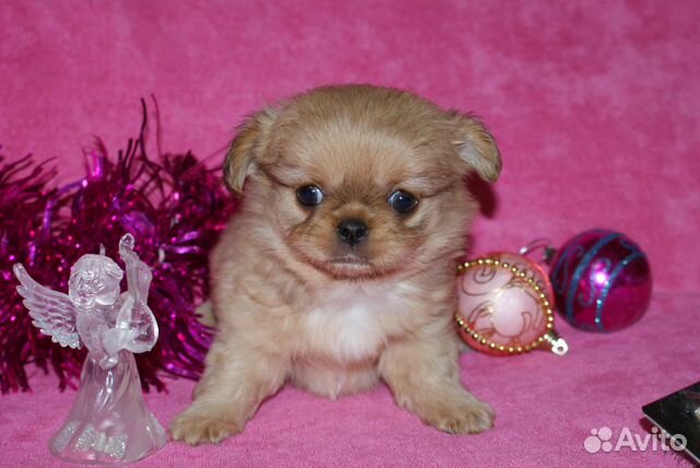 Малышка чихуашка