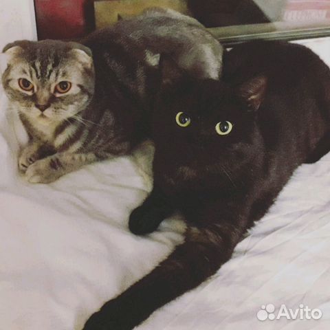 Отдам в хорошие руки