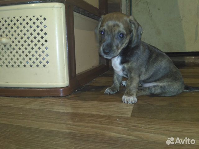 Щенята таксы