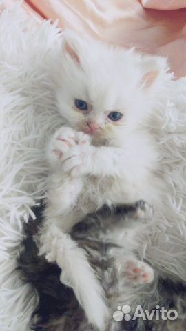 Белый персидский котенок