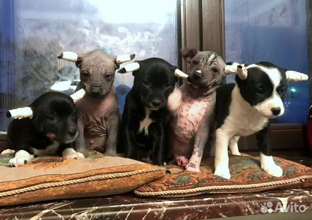 Ксоло в шерсти (средний размер)