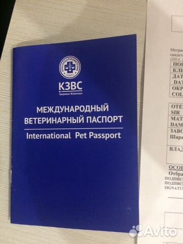 Собака Чау-Чау