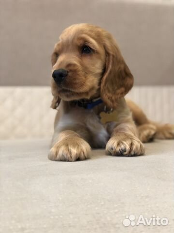 Кокер спаниель