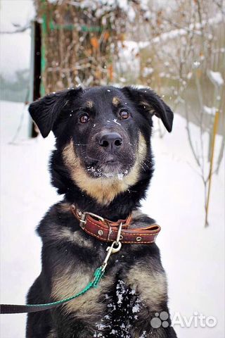 Французская овчарка метис