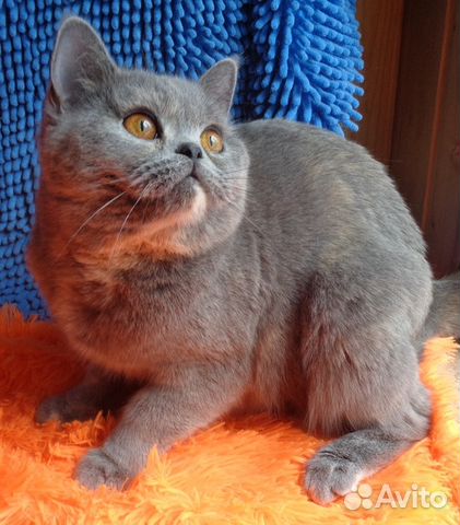 Лекси-Черепаховая девочка-страйт