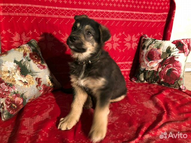 Щенок овчарки мальчик Адам 4мес привит