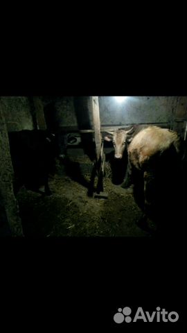 Телки - стельные