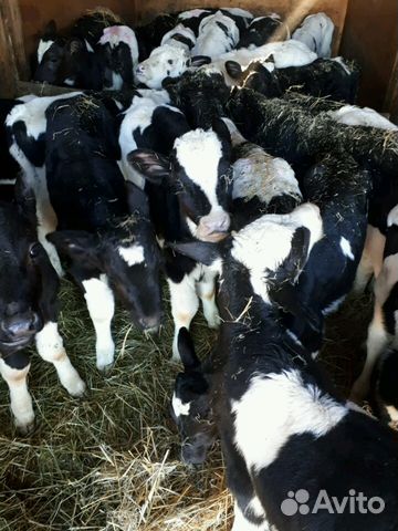 Продаем бычки телята