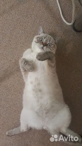 Вязка котика