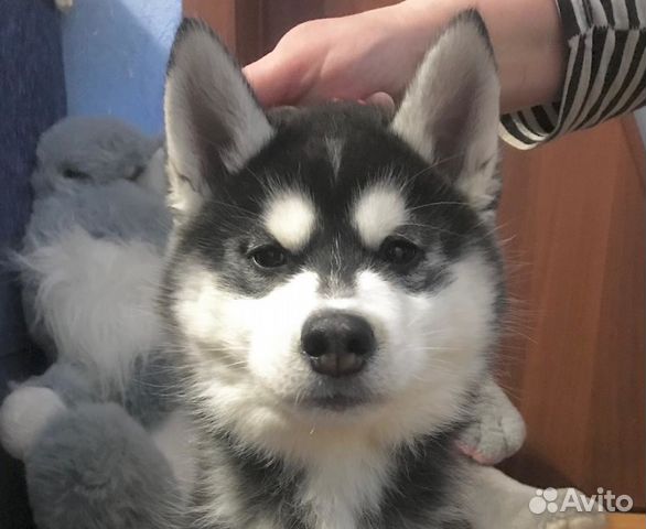 Двое из ларца одинаковых с лица