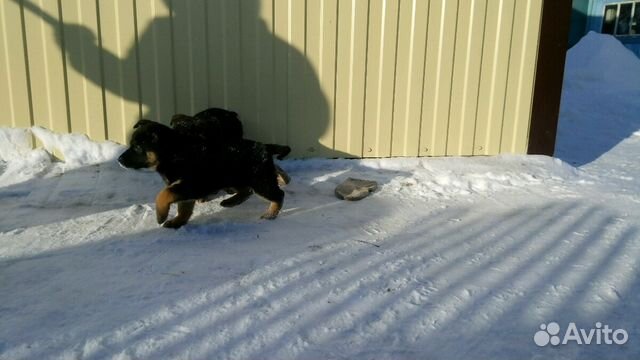 Щенки немецкой овчарки