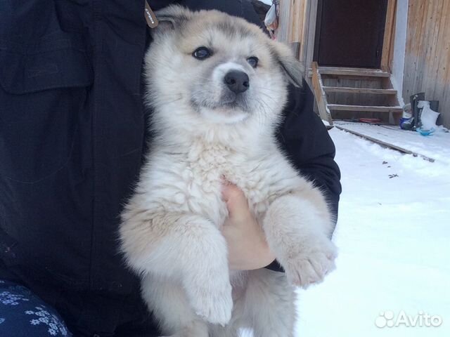 Роскошных Умку и Сандру в дар