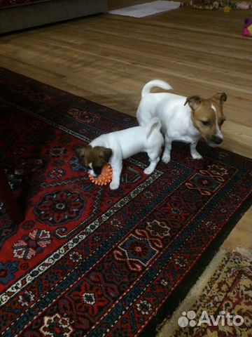 Очеровательный щенок