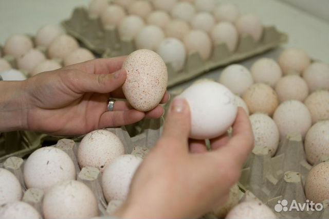 Индюк северо кавказский яйцо инкубационное