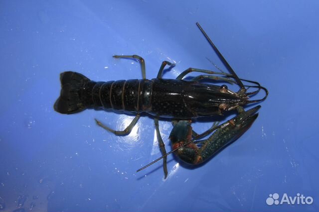 Рак Австралийский Красноклешневый аккр
