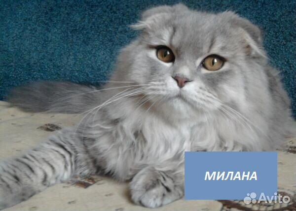 Роскошная Милана в поисках семьи