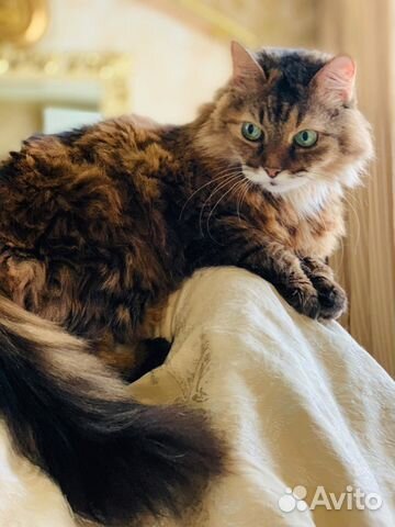 Самая милая кошка на свете Феня ищет дом