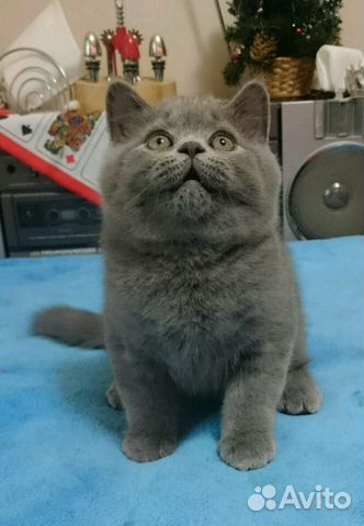 Британские котята