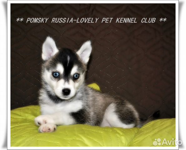 Помски кли кай голубоглазый волчонок