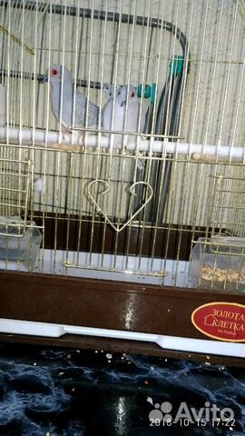 Бриллиантовые горлицы