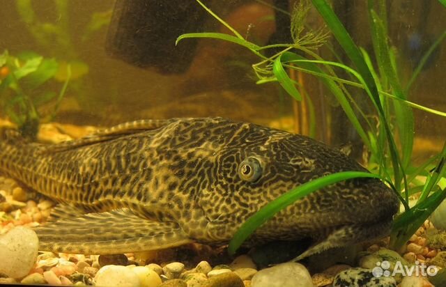 Парчовый сомик