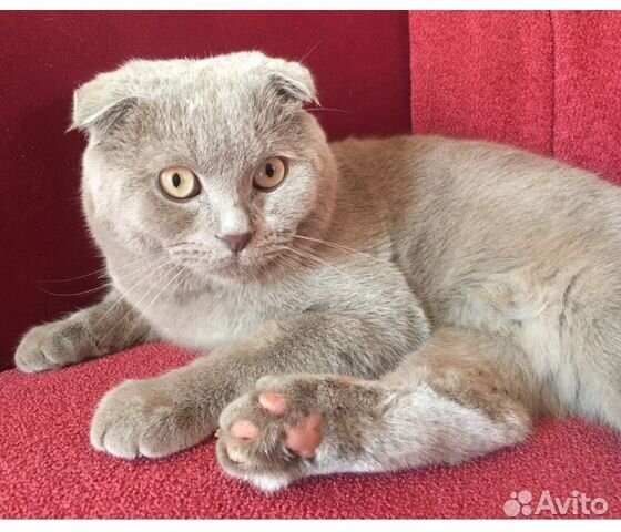 Скотиш вислоухий кот 2года отдам всвязи с переездо