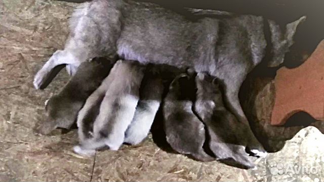 Щенки сибирской хаски