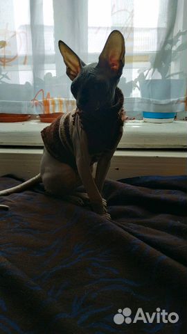 Котенок сфинка