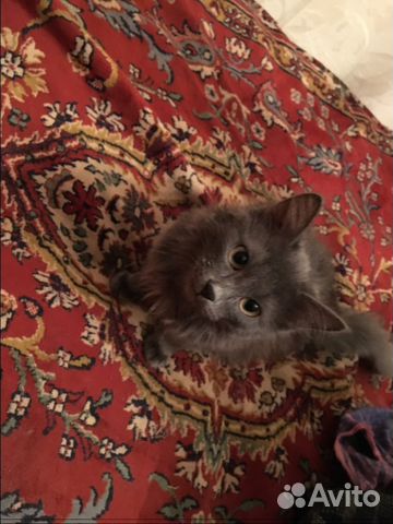 Котята-мальчики, мама-кошка и две собаки