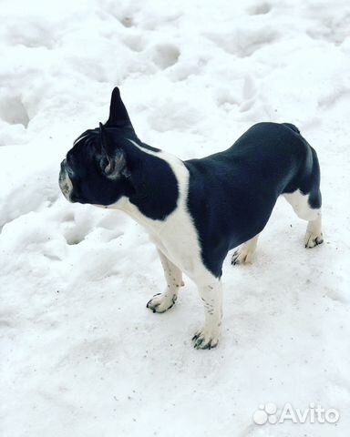 Красавчик для вязки