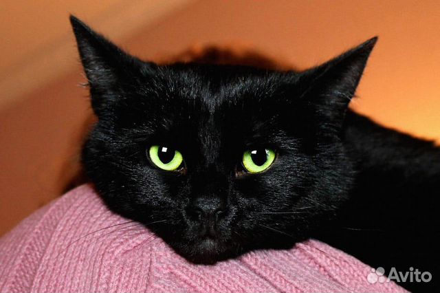 Кошка Киса в дар