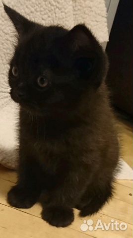 Очаровательная чёрная кошечка