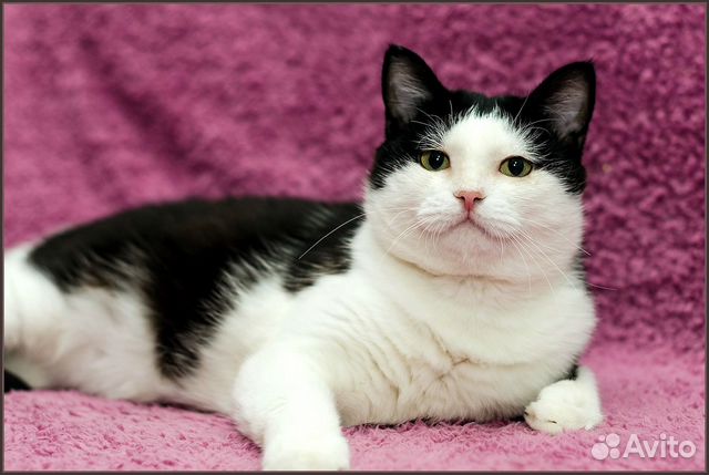 Ласковый котик Тишка