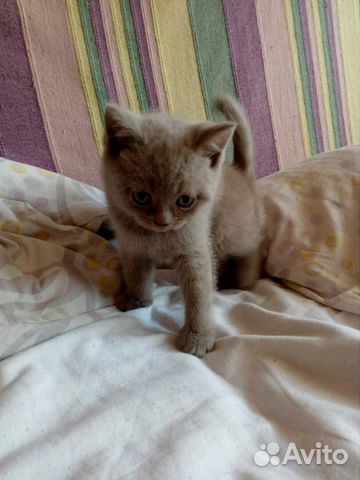 Котенок, мальчик родился 31.12.18