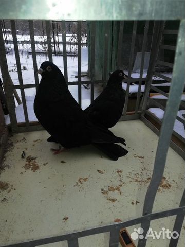 Пермские голуби