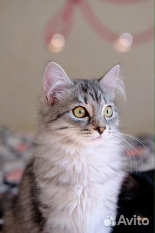 Сибирский кот Лео