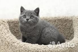 Малыши британчики