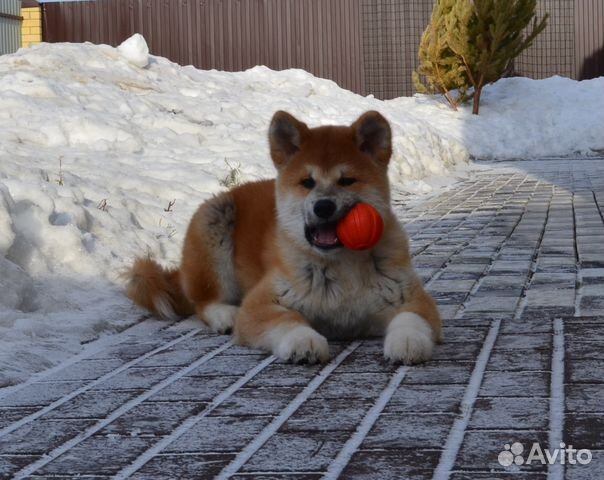 Щенок японской акиты (Хатико)